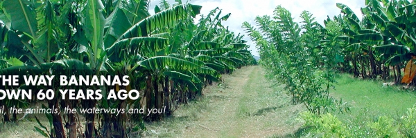 Eco Bananas | Ecoganic farming - Red Tip Banana, Avocado, Papaya.