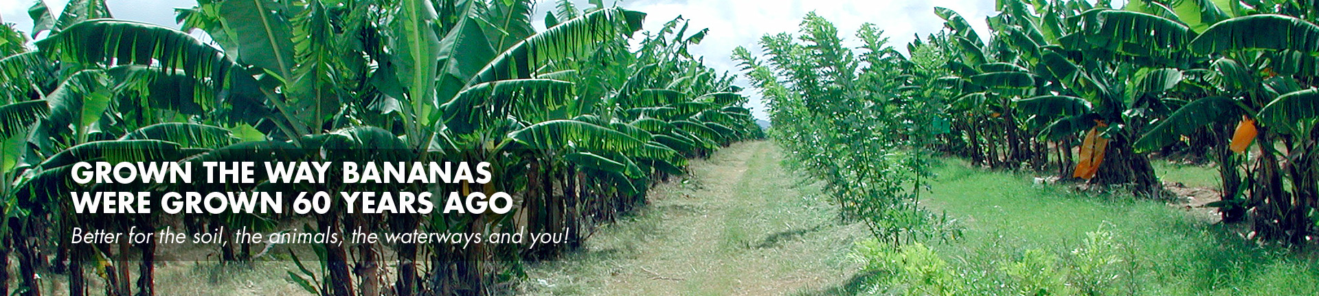 Eco Bananas | Ecoganic farming - Red Tip Banana, Avocado, Papaya.
