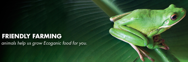 Eco Bananas | Ecoganic farming - Red Tip Banana, Avocado, Papaya.