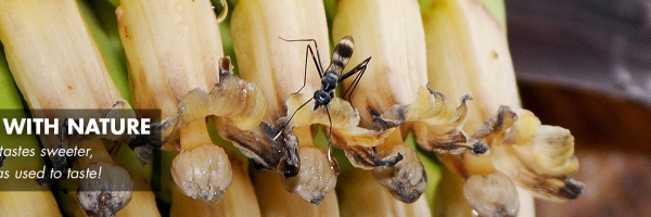 Eco Bananas | Ecoganic farming - Red Tip Banana, Avocado, Papaya.