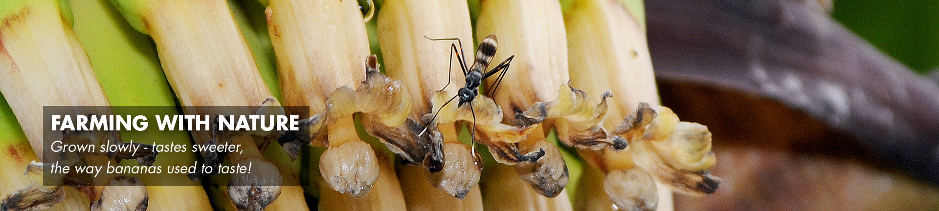 Eco Bananas | Ecoganic farming - Red Tip Banana, Avocado, Papaya.