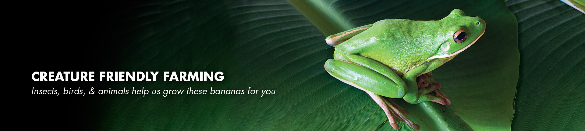 Eco Bananas | Ecoganic farming - Red Tip Banana, Avocado, Papaya.