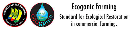 Eco Bananas | Ecoganic farming - Red Tip Banana, Avocado, Papaya.